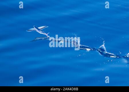 Flying Fish skimming over calm waters of the Pacific Ocean ...