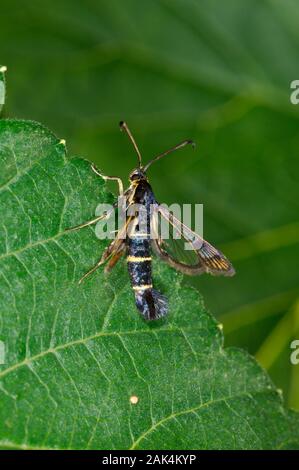 Currant Clearwing (Synanthedon tipuliformis Stock Photo - Alamy