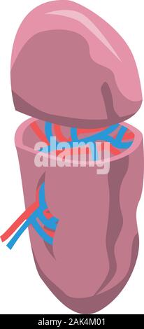 Spleen isometric isolated. Internal organ 3D. anatomy of human body ...