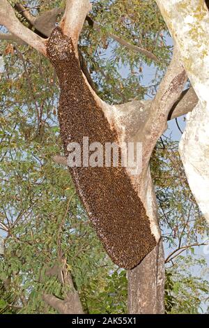 Asian Honey Bee (Apis cerana) adults, swarm at nest on branch in tree ...