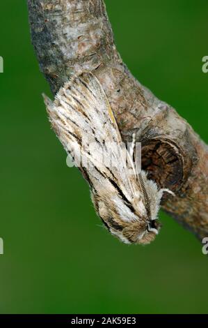 Sprawler - Asteroscopus sphinx Stock Photo - Alamy