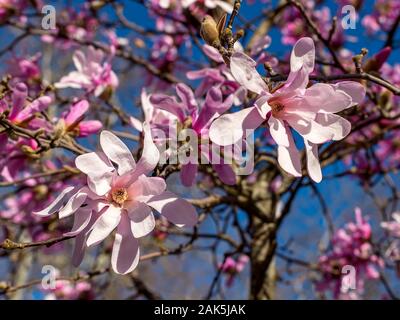 A fragile blossom flower on a tree Stock Photo - Alamy