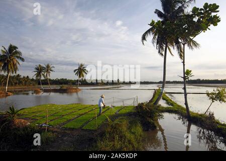 Rice field in mekong delta, An Giang, Vietnam. Ta Pa rice field Stock ...