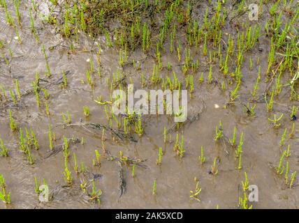 coastal glasswort vegetation closeup seen in Northern Germany Stock ...