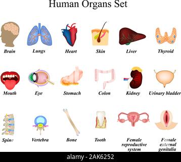Human Hermaphrodite Organs