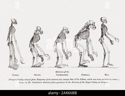 Comparison of Human and Chimpanzee Skeletons. Illustration from ...