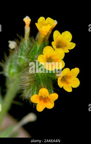Tiny Yellow-Orange wildflower, Fiddleneck bloom in Diamond Valley Lake ...