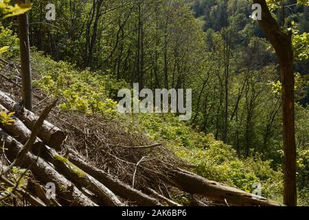 Coppicing historic Oak coppice interplanted with Larch, with ancient ...