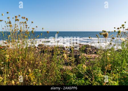 Coast at Magnolia, Massachusetts Stock Photo - Alamy