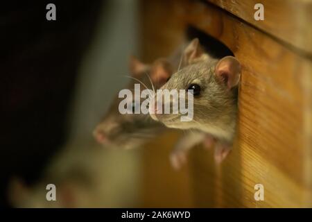 Two young grey rats, sitting together in female hands with black ...