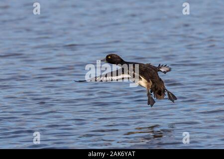 Flying Up Tufted Duck Stock Photo - Alamy