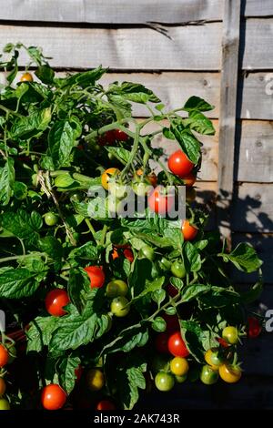 Cascading red cherry tomatoes on their plant growing. Rapunzel variety ...
