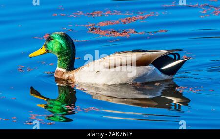 Green Mallard Duck Reflection Juanita Bay Park Lake Washington Kirkland ...