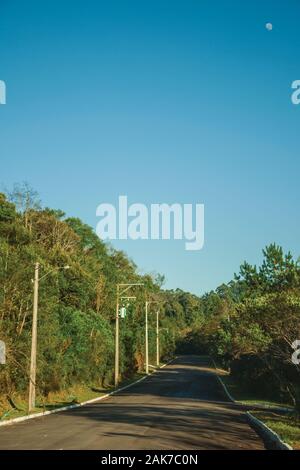 Southern Brazil countryside landscape at sunrise with single araucaria ...