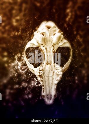 Still-life of skull, bones, alluding to death and other nefarious deeds ...