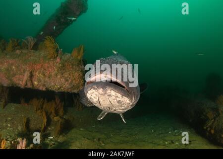 Stereolepis gigas, Giant Sea Bass, California Wreckfish Stock Photo - Alamy