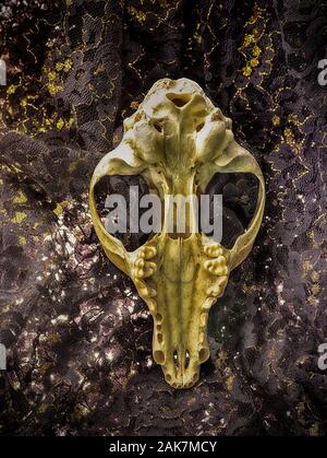 Still-life of skull, bones, alluding to death and other nefarious deeds ...