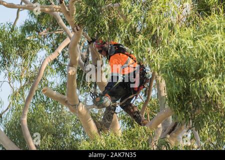 Adelaide, Australia. 8 January 2020. A profeesional tree surgeon ...