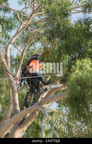 Adelaide, Australia. 8 January 2020. A profeesional tree surgeon ...