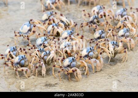 Soldier Crab Mictyris longicarpus on a beach near Sydney Stock Photo ...