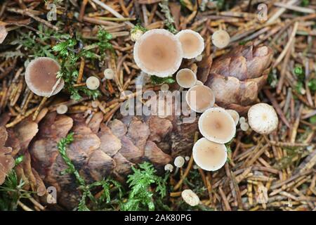 Conifercone cap (Baeospora myosura / Collybia myosura) growing on ...