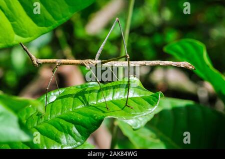 Stick grasshopper or Jumping stick, Paraproscopia species, family ...
