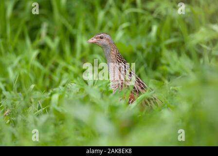 The corn crake, corncrake or landrail is a bird in the rail family ...