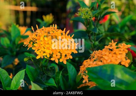 Yellow Ixora coccinea or Rangan flowers, Dhaka Bangladesh Stock Photo ...