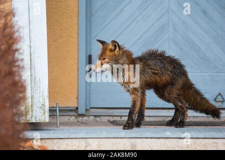 Urban red fox infected with scabies Stock Photo - Alamy