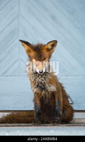 Urban red fox infected with scabies Stock Photo - Alamy