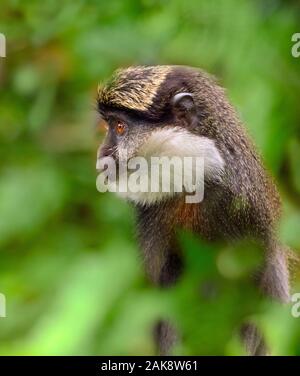 White-throated guenon Cercopithecus erythrogaster portrait captive ...