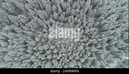 A Seasonal, Winter aerial view of a Tree and its shadow, in a field on ...