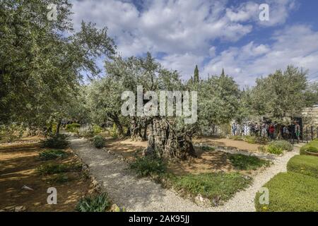 Olivenbäume, Garten Gethsemane, Ölberg, Jerusalem, Israel Stock Photo ...