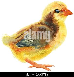 Chicken Watercolor illustration. Farm bird. Domestic Chicken. Animal ...