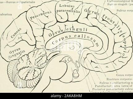 Anterior view of the brain with the two cerebral hemispheres, the ...