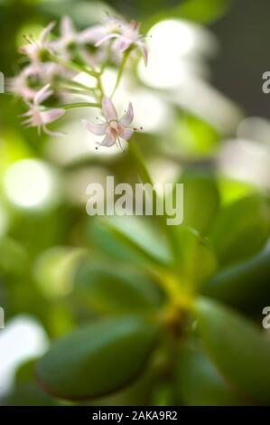 blooming Crassula Ovata - Money Tree Stock Photo - Alamy