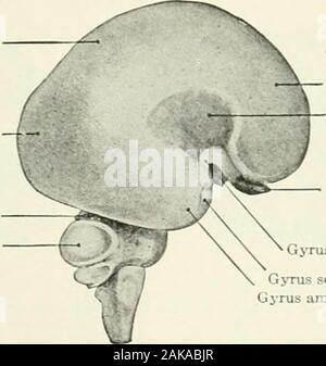 Diagram of the lateral view of the human brain, showing the functional ...