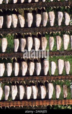 Lake Como, Italy. Typical fish named misultin dried in the sun Stock ...