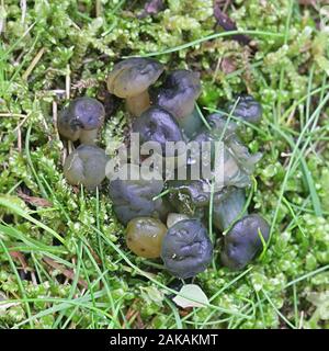 Leotia lubrica, known as a jelly baby or jellybaby, wild mushroom from ...