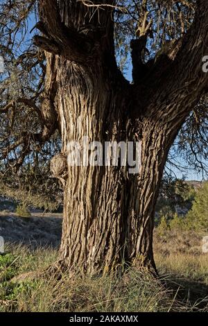 Spanish juniper tree (Juniperus thurifera) with female cones, in the ...