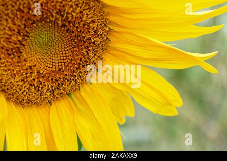 sunflower seeds, corolla Stock Photo - Alamy