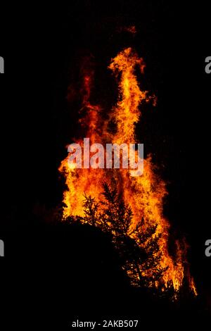 burning evergreen trees produce tall yellow and orange flames, and ...