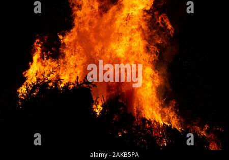 burning evergreen trees produce tall yellow and orange flames, and ...