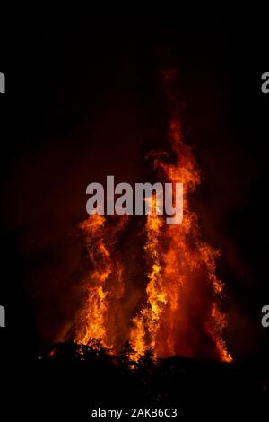 burning evergreen trees produce tall yellow and orange flames, and ...