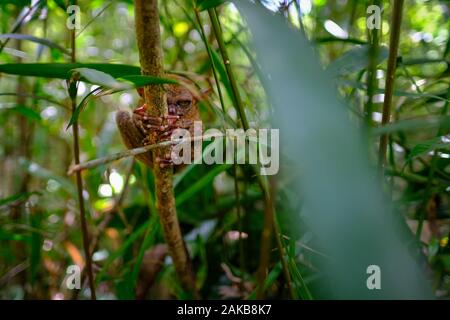 Philippine tarsier, endangered and endemic species of Philippines Stock ...