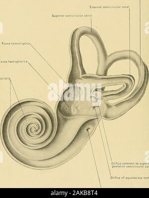 Left Bony Labyrinth Stock Photo - Alamy