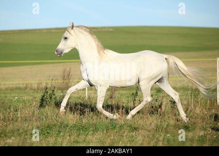 Amazing arabian stallion running on meadow Stock Photo - Alamy