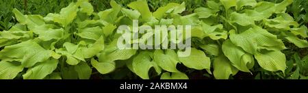 Seattle Washington USA Lush green grass foreground Seattle city skyline ...