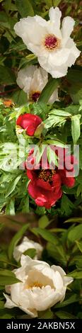 Flower peony red color in summer day Stock Photo - Alamy