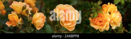 Spring roses, Seattle, Washington, USA Stock Photo - Alamy